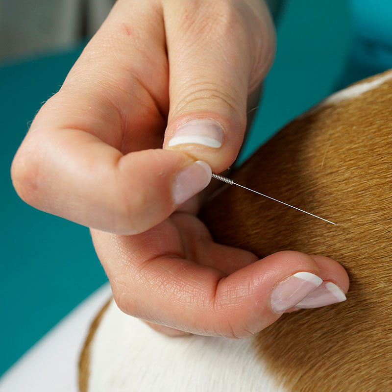 Acupuncture – Himler Veterinary Services