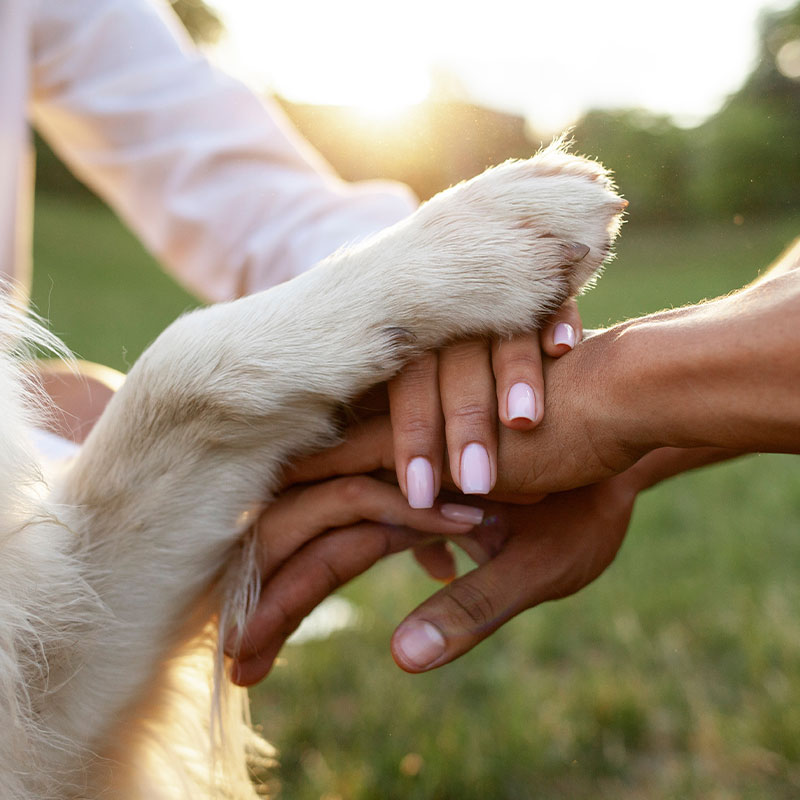 Euthanasia – Himler Veterinary Services